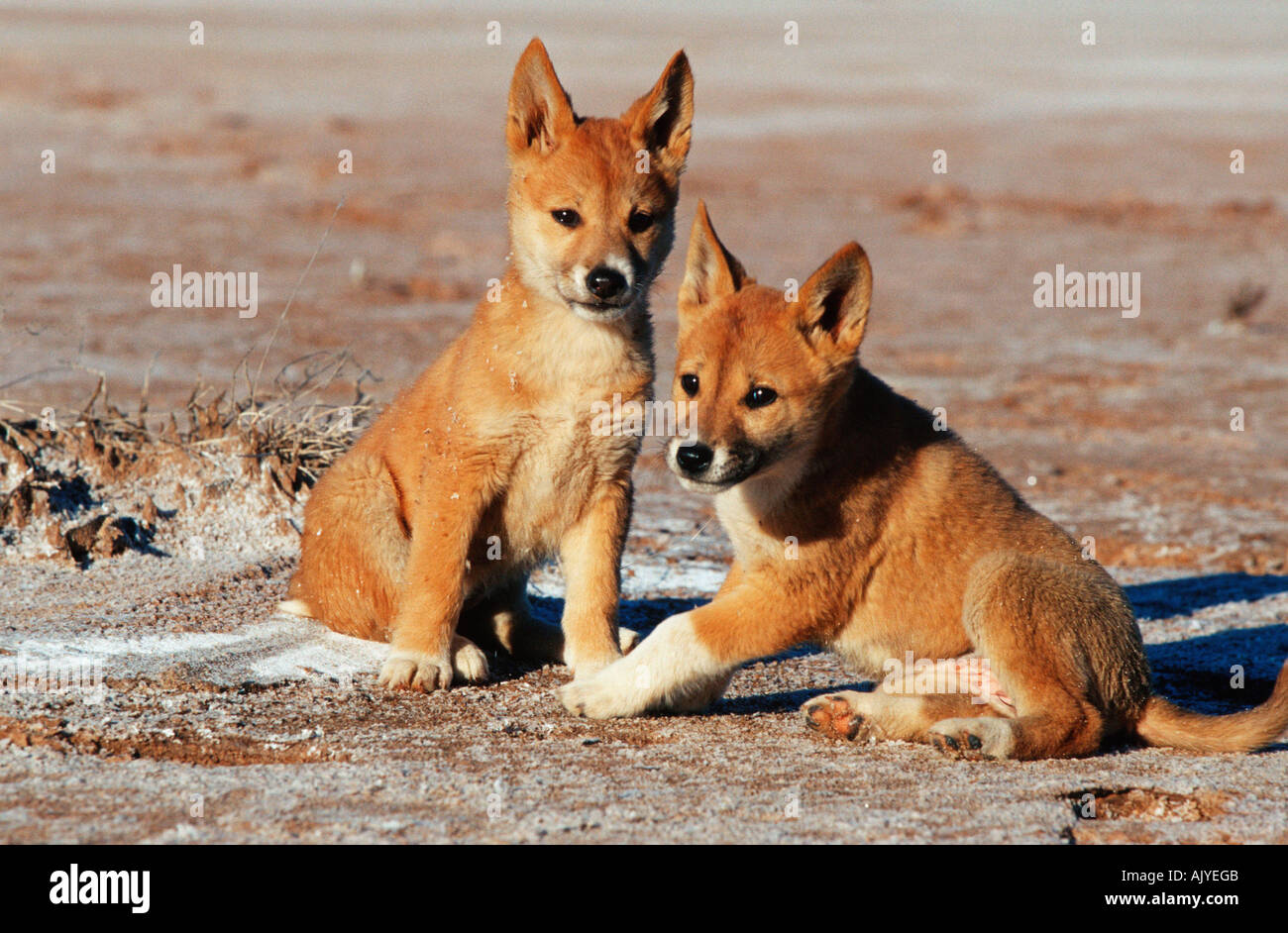 Dingo Sitting High Resolution Stock Photography and Images - Alamy