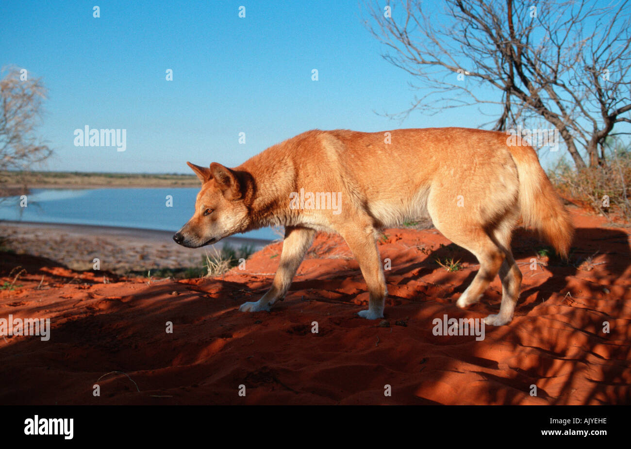 Adult male dingo canis lupus dingo hi-res stock photography and images ...