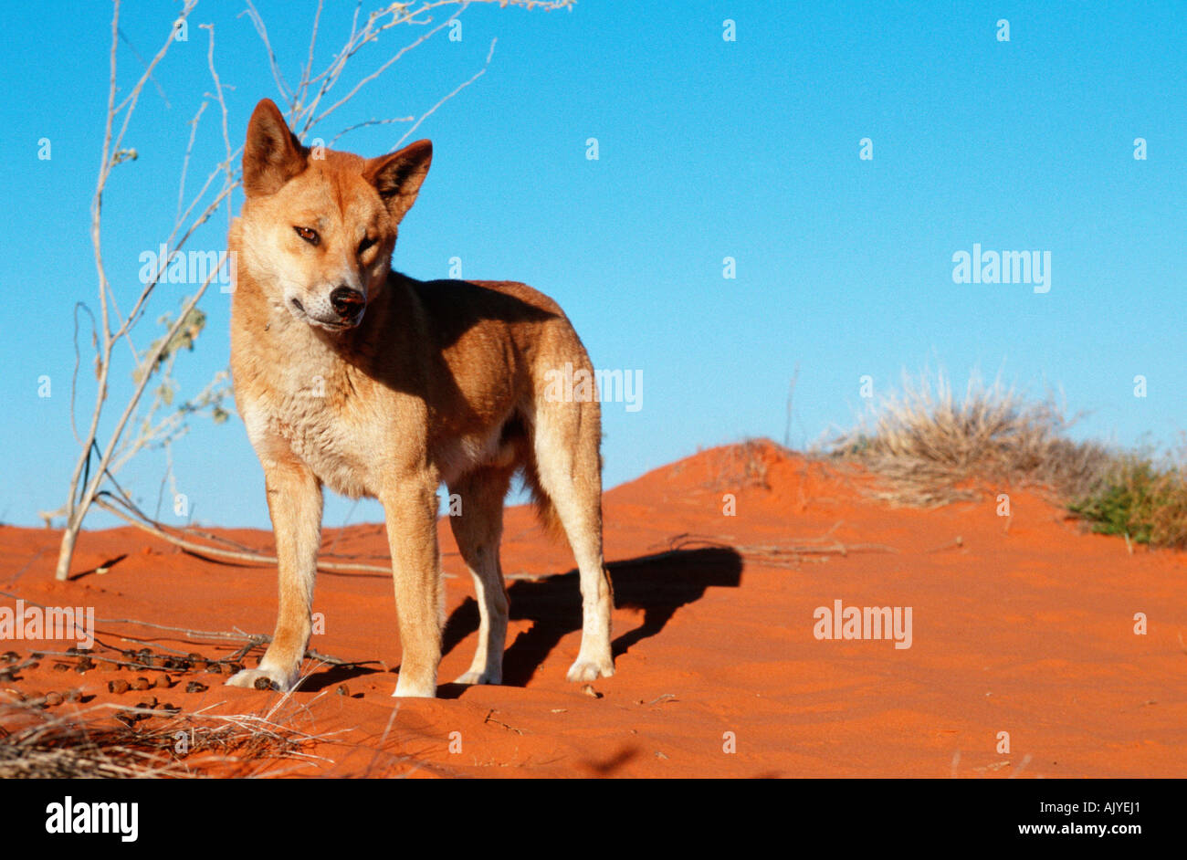 Male dingo hi-res stock photography and images - Alamy