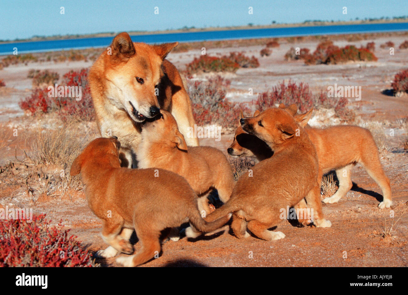 Adult male dingo canis lupus dingo hi-res stock photography and images ...