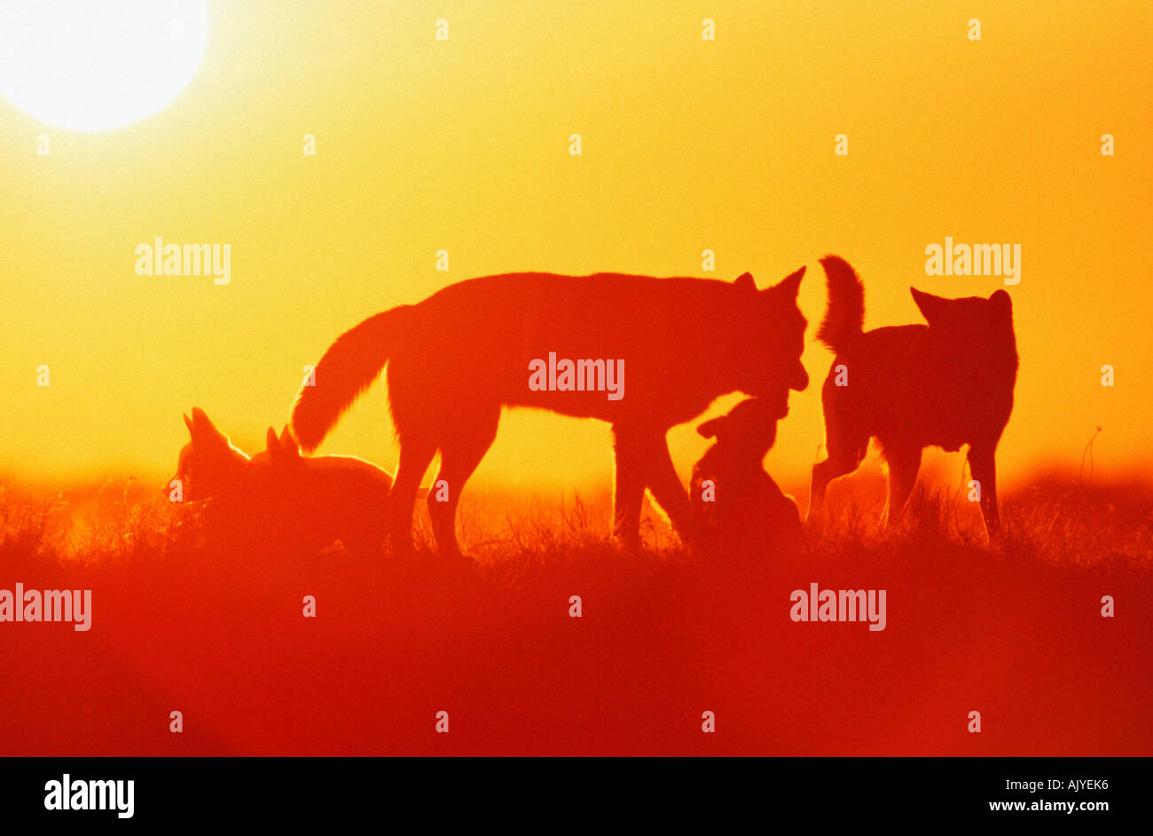 Dingo pack hi-res stock photography and images - Alamy