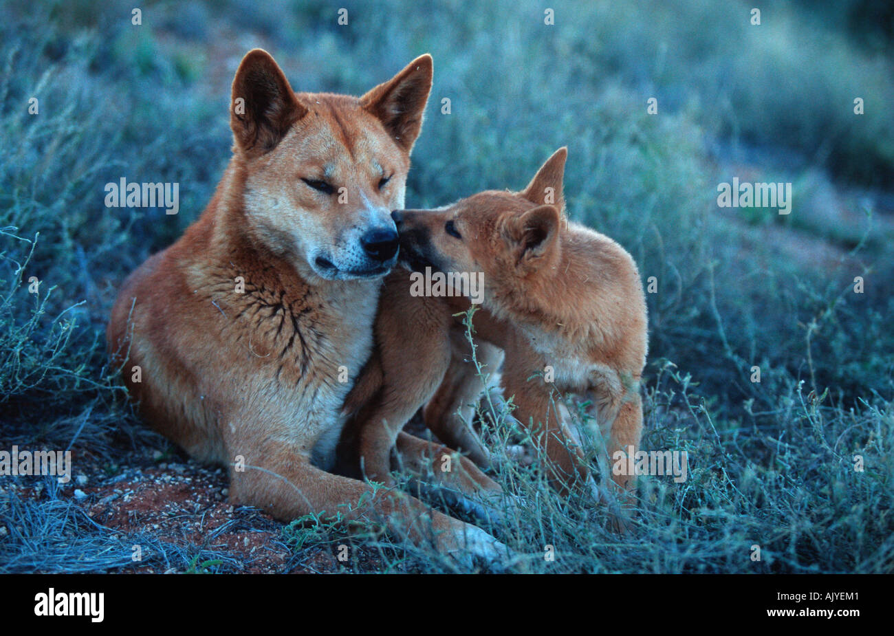 Adult male dingo canis lupus dingo hi-res stock photography and images ...