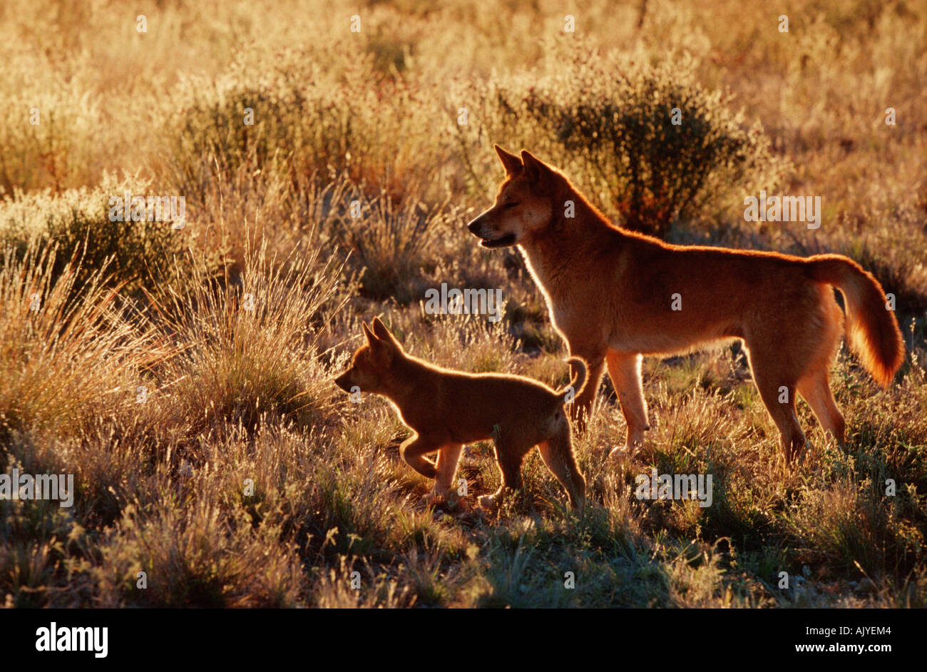 Adult male dingo canis lupus dingo hi-res stock photography and images ...