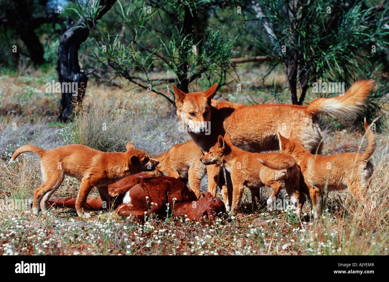 Dingo rudel hi-res stock photography and images - Alamy