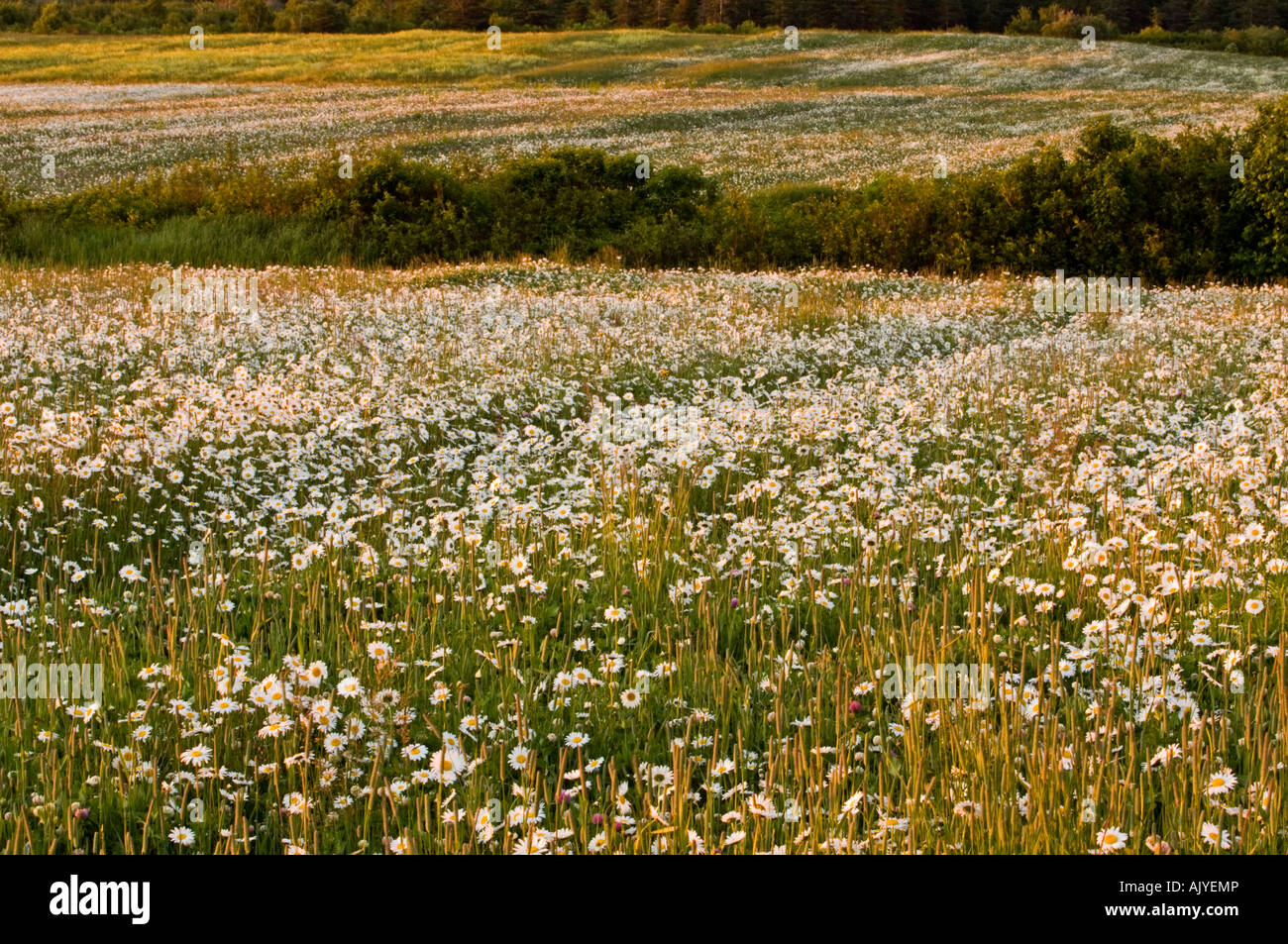 Stonehaven new brunswick hi-res stock photography and images - Alamy