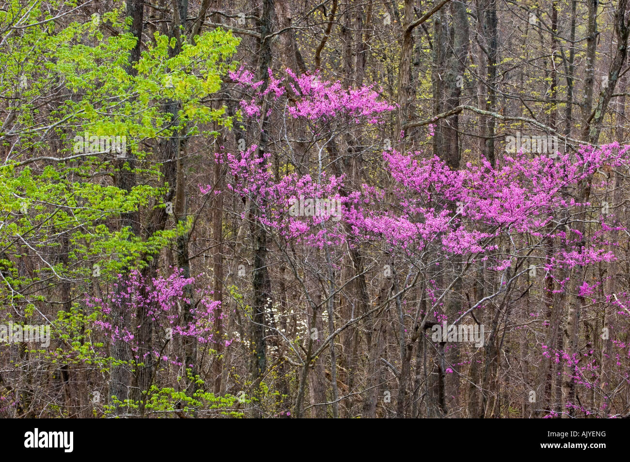 Spring forest with blooming redbud, dogwood and emerging foliage, Great ...