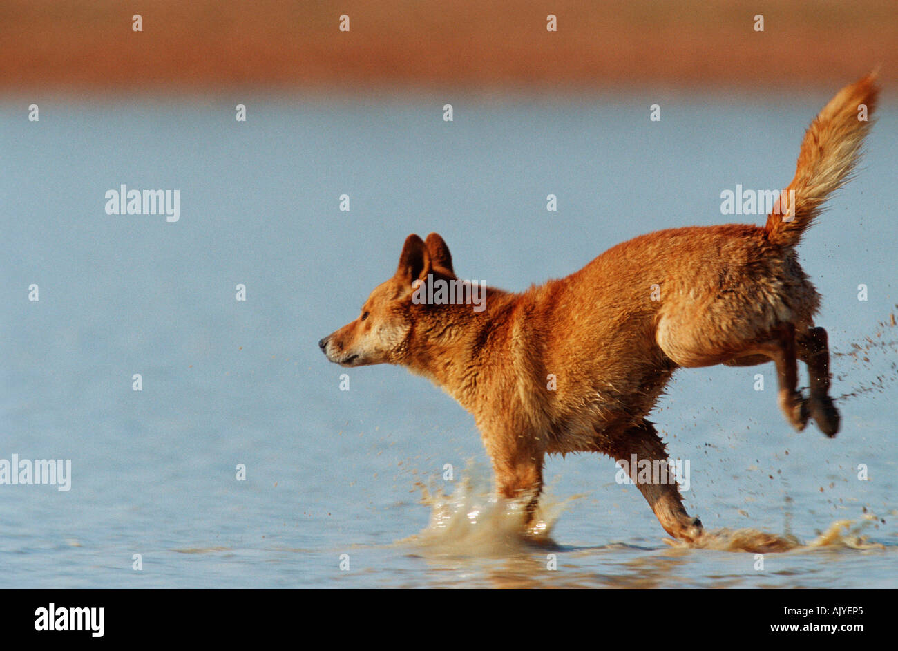 Dingo australia running hi-res stock photography and images - Alamy