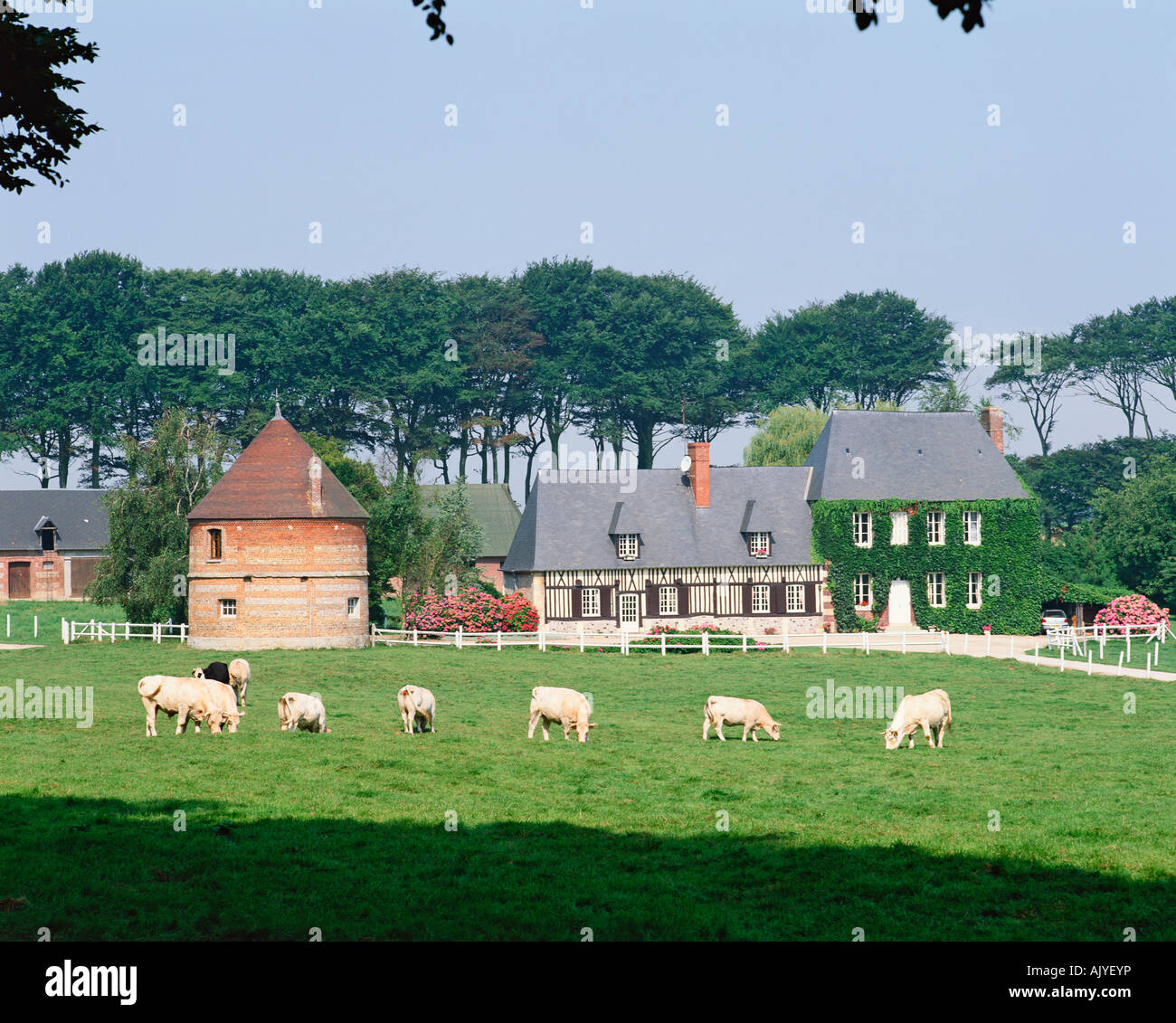 FRANCE NORMANDY CATTLE COWS FARM Stock Photo - Alamy