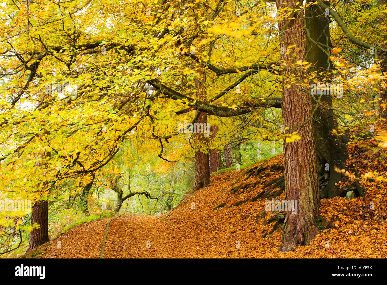 Goyt valley trail hi-res stock photography and images - Alamy
