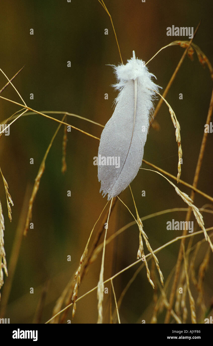 Caught feather grass hi-res stock photography and images - Alamy