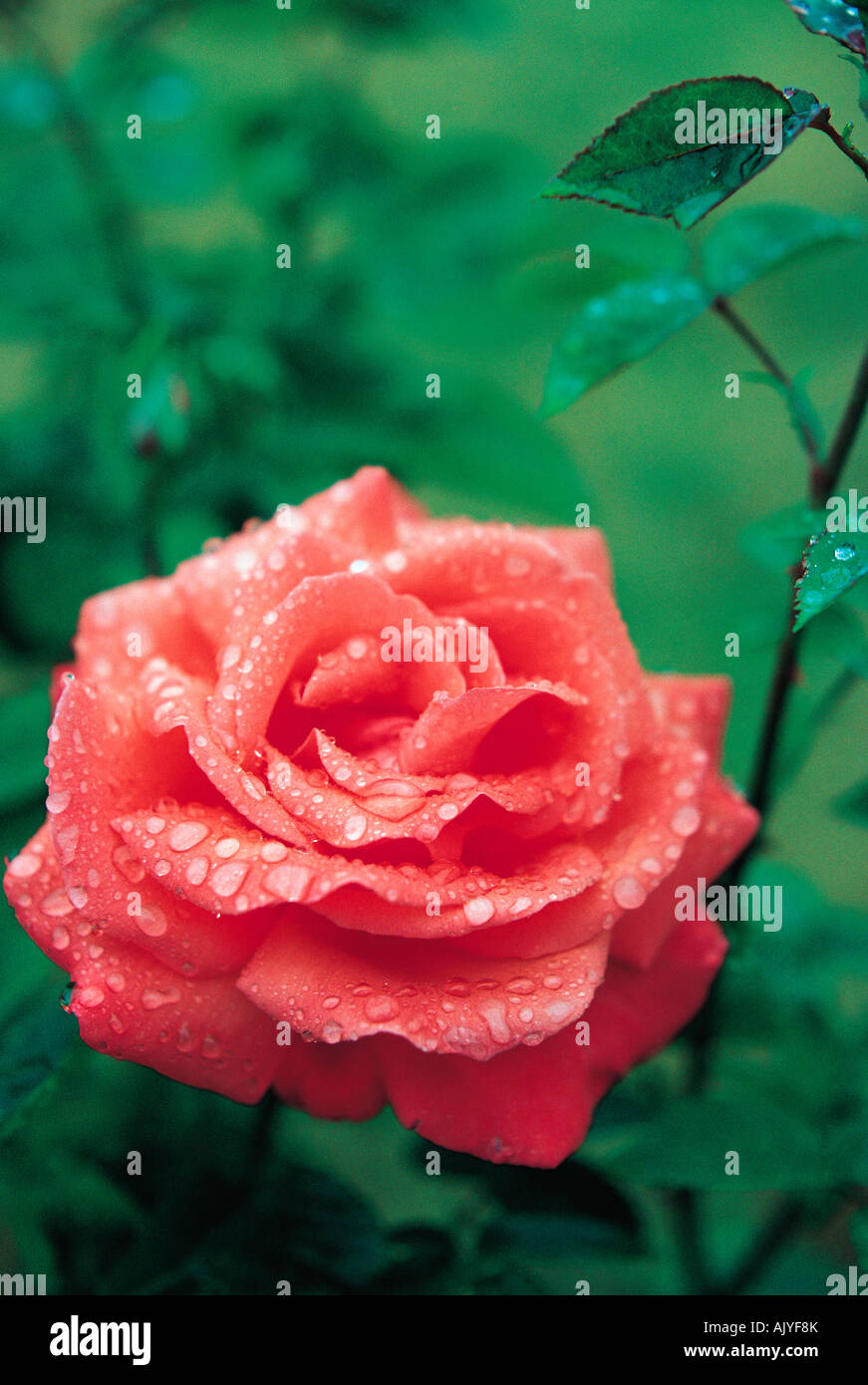 Single, red rose bloom growing in an English garden. Covered in rain ...