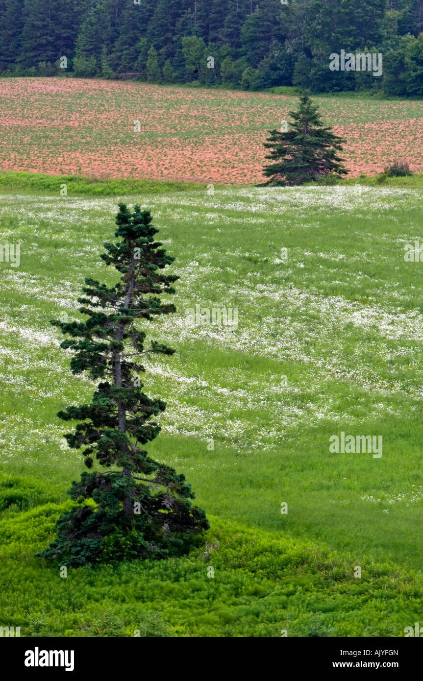 Potato fields and fallow fields in crop rotation, near Kinkora, PE/PEI ...