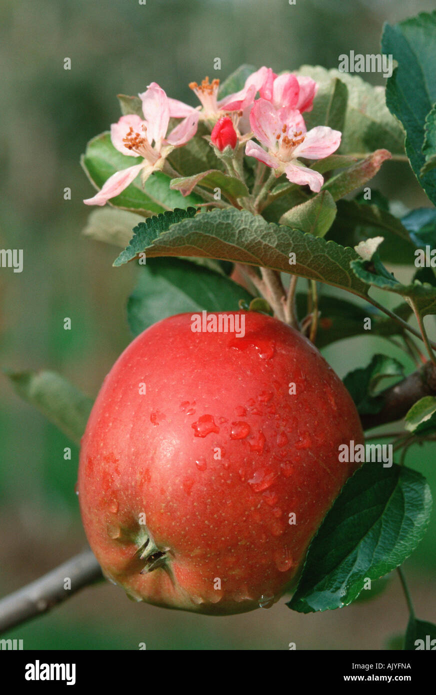 M9 apple hi-res stock photography and images - Alamy