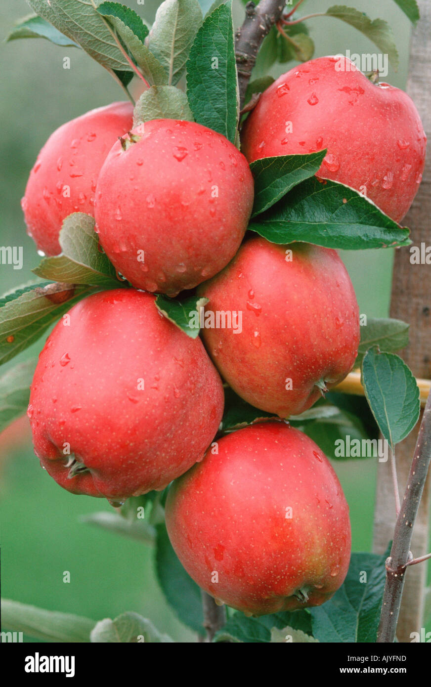 M9 apple hi-res stock photography and images - Alamy