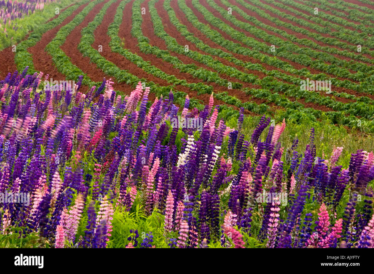 Lupines and curved potato rows, near Oyster Bed Bridge, PE/PEI Prince ...