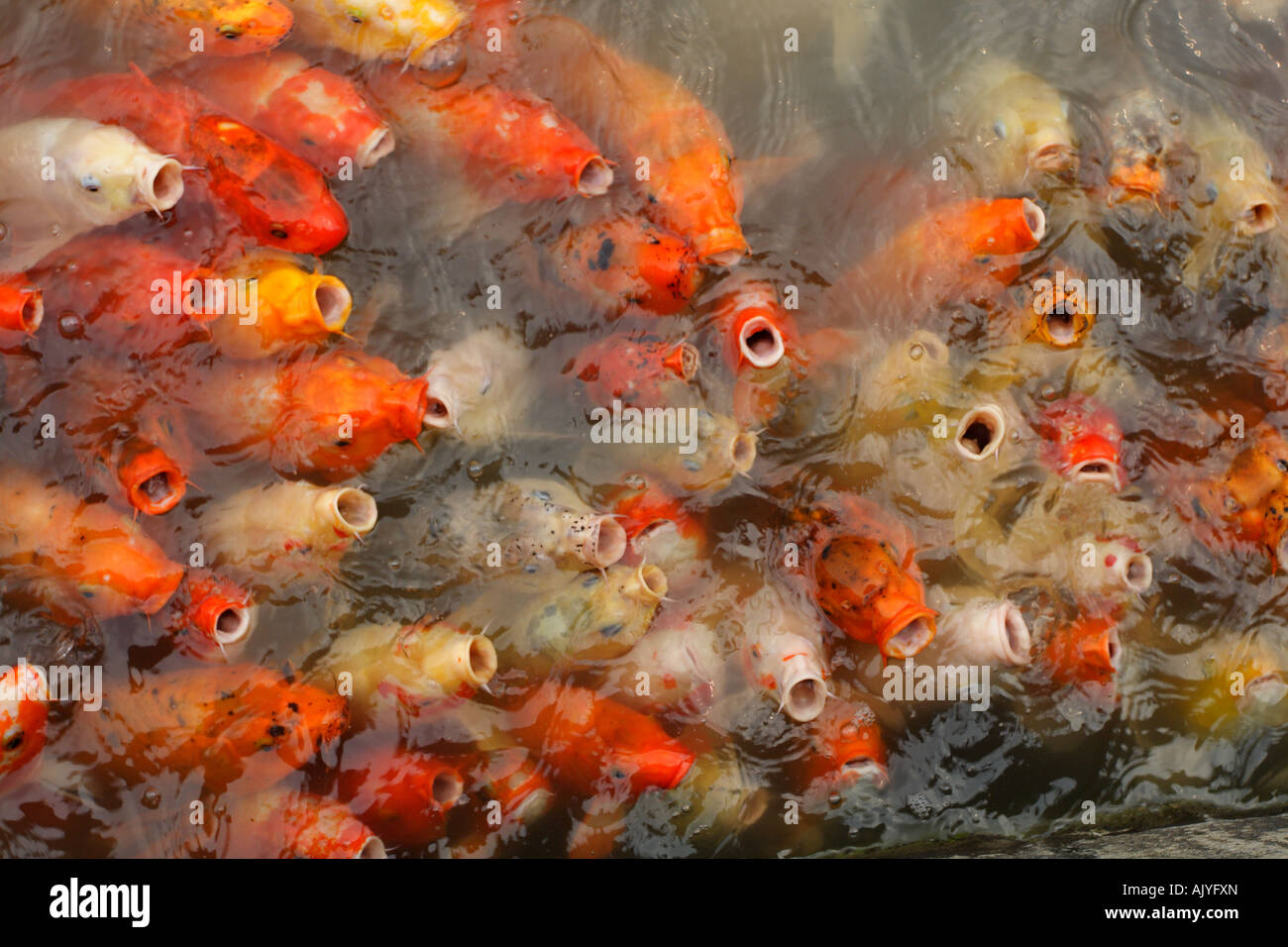 Koi mouth hi-res stock photography and images - Alamy