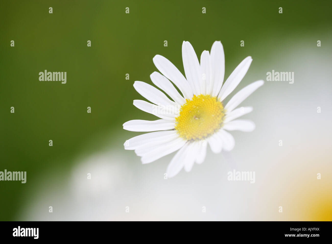 Ox eye daisy Leucanthemum vulgare Stock Photo - Alamy