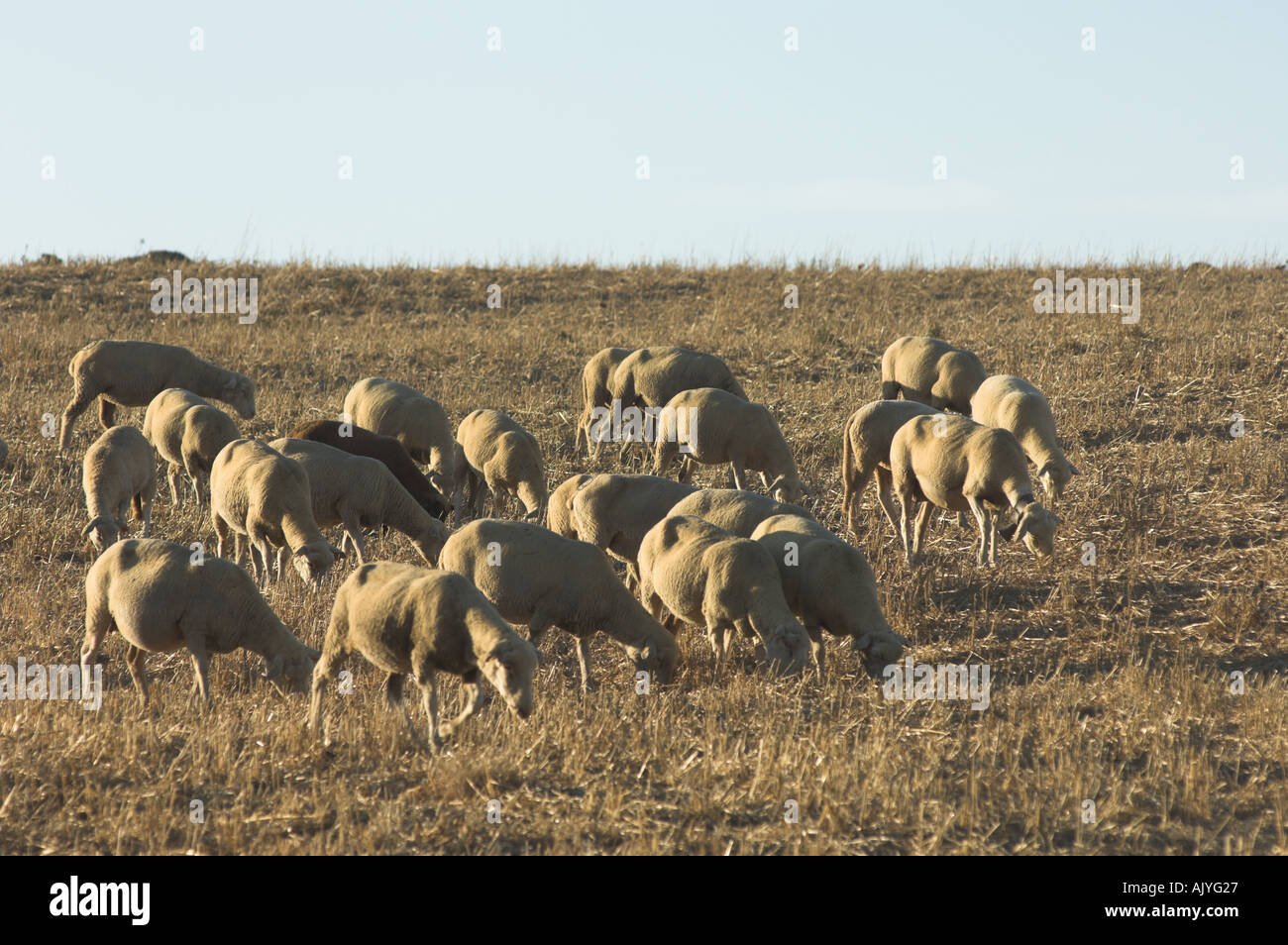 Sheeps at field hi-res stock photography and images - Alamy
