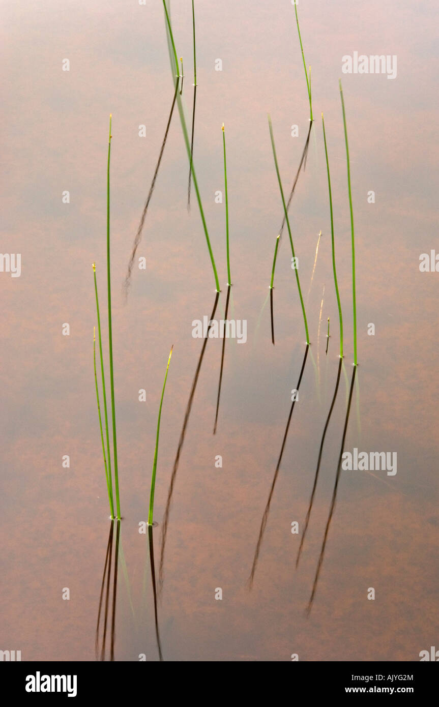 Narrow leaf cattail colony in Bowley Pond, Prince Edward Island ...