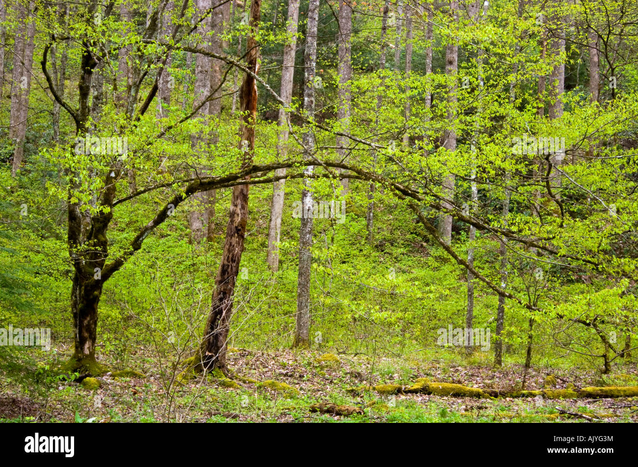 Emerging foliage in deciduous woodland, Great Smoky Mountains National ...