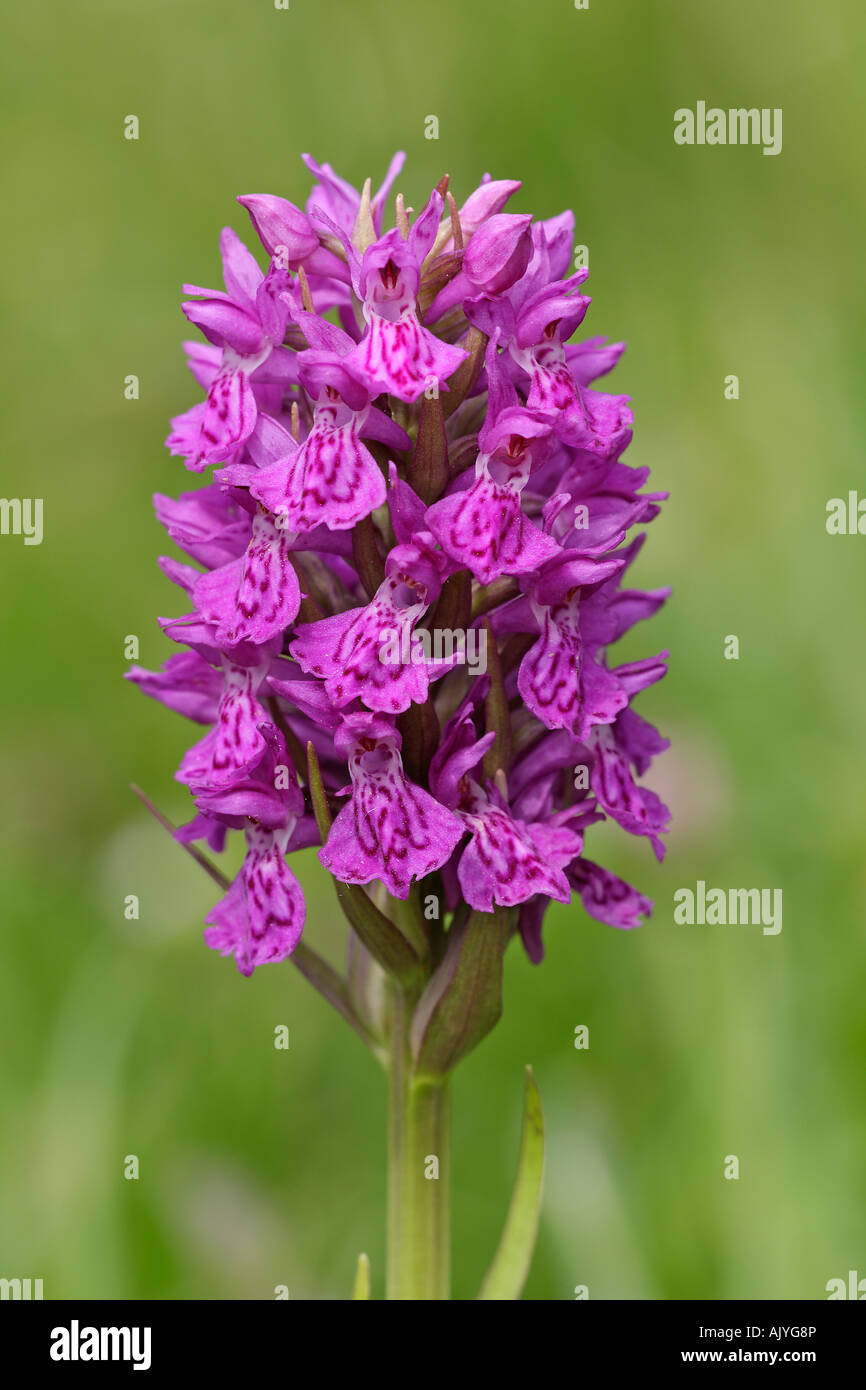 Northern marsh orchid Dactylorhiza purpurella Gait Barrows national ...
