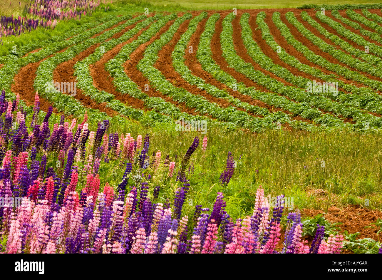 Lupines and Potato field, near Covehead, PE/PEI Prince Edward Island ...