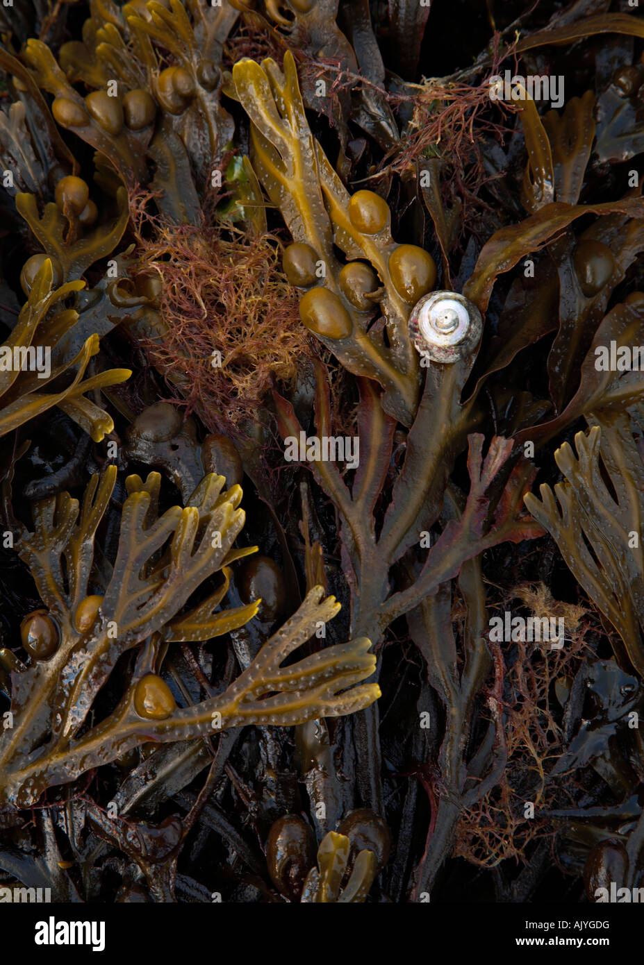 Close up of seaweed and shell Stock Photo - Alamy