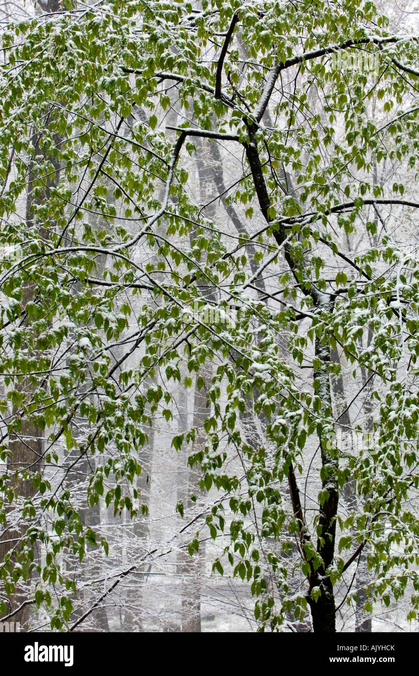 Wet snow and early spring foliage in deciduous woodland, Great Smoky ...