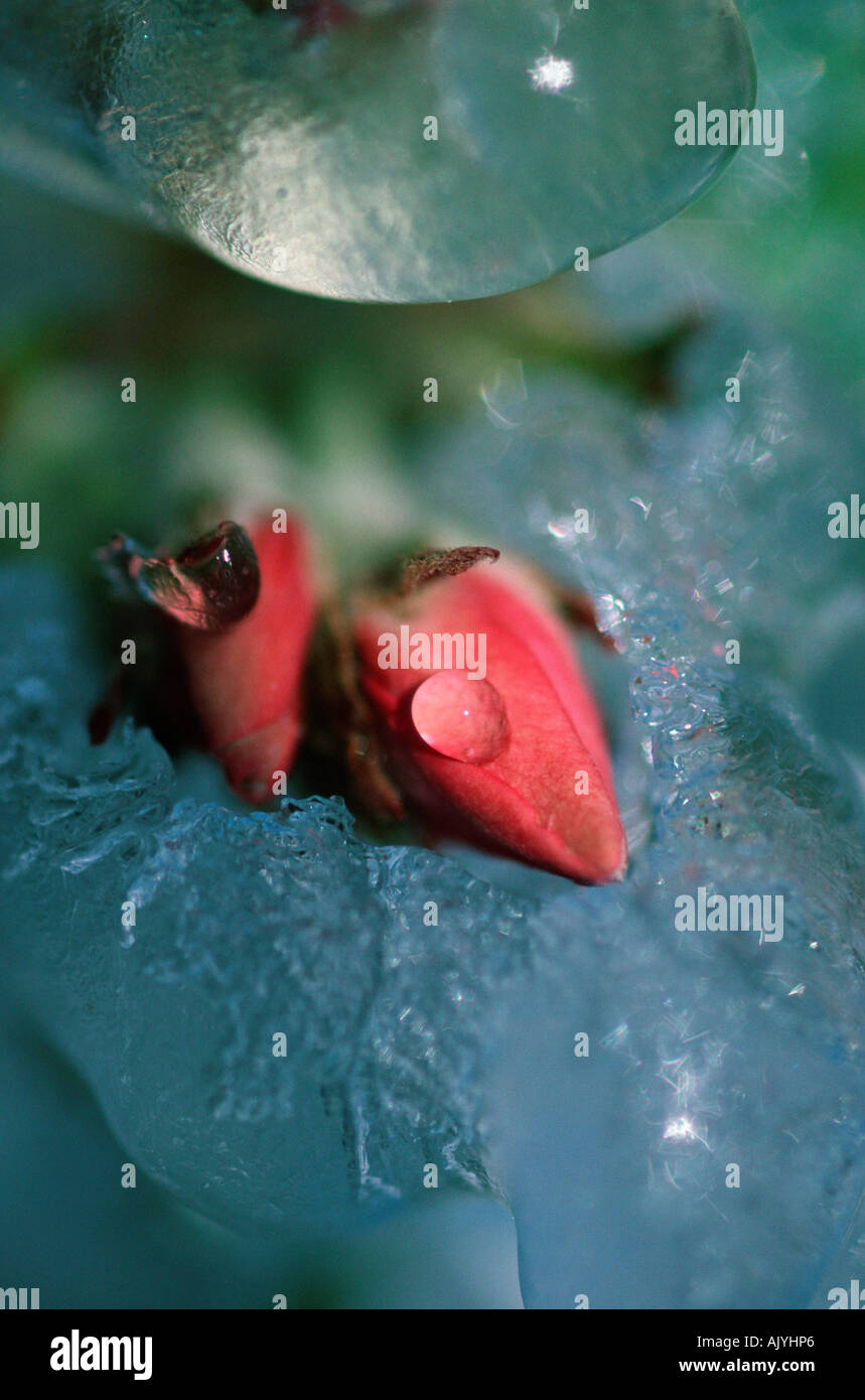 Apple blossom in ice Stock Photo - Alamy