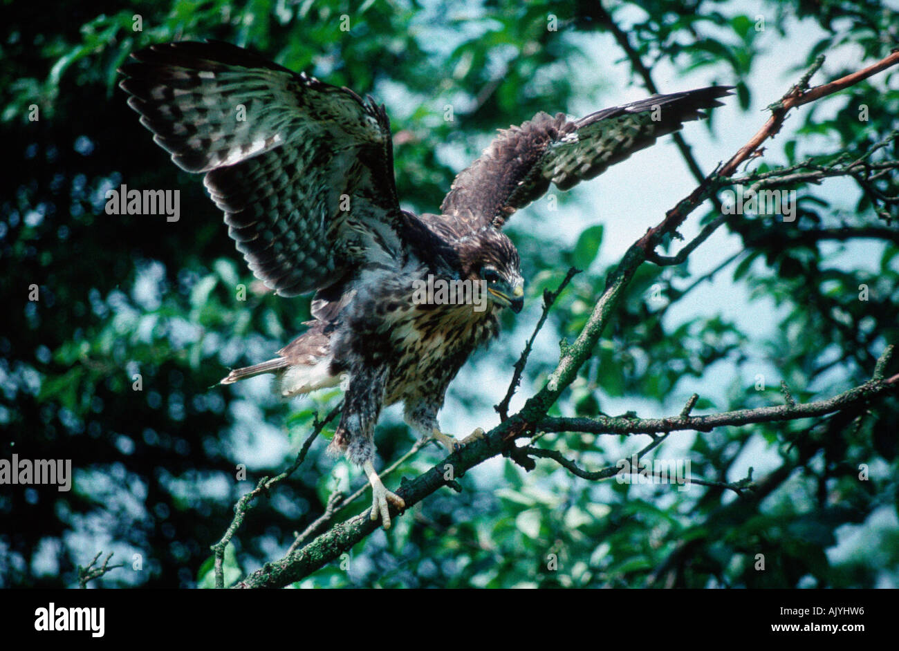 Common Buzzard / European Buzzard / Maeusebussard Stock Photo - Alamy