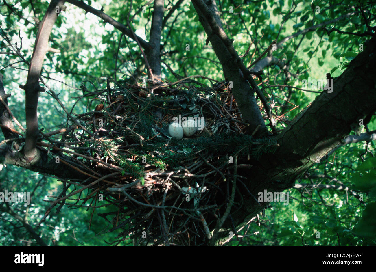 Buteo buteo common buzzard nest hi-res stock photography and images - Alamy