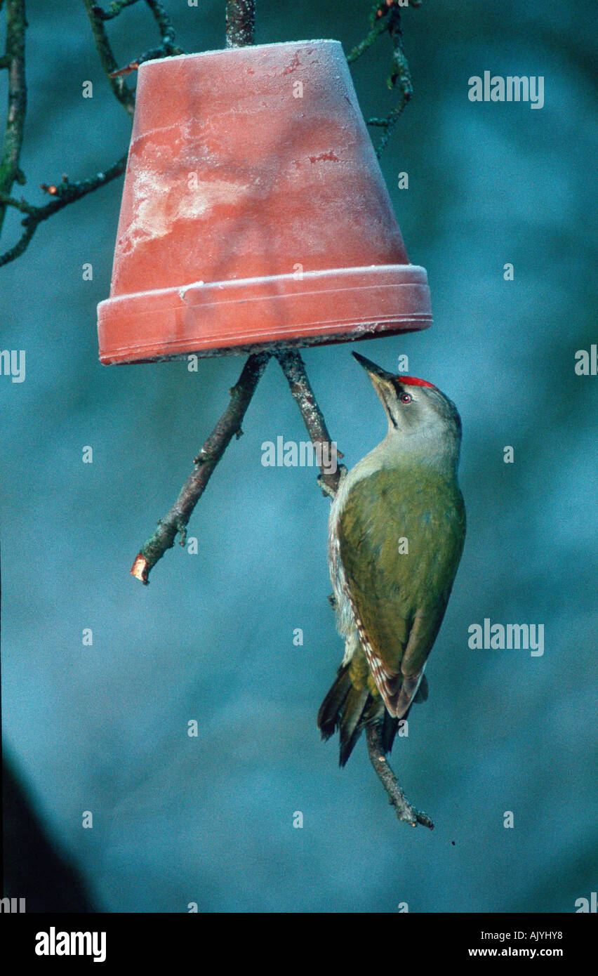 Grauspecht hi-res stock photography and images - Alamy