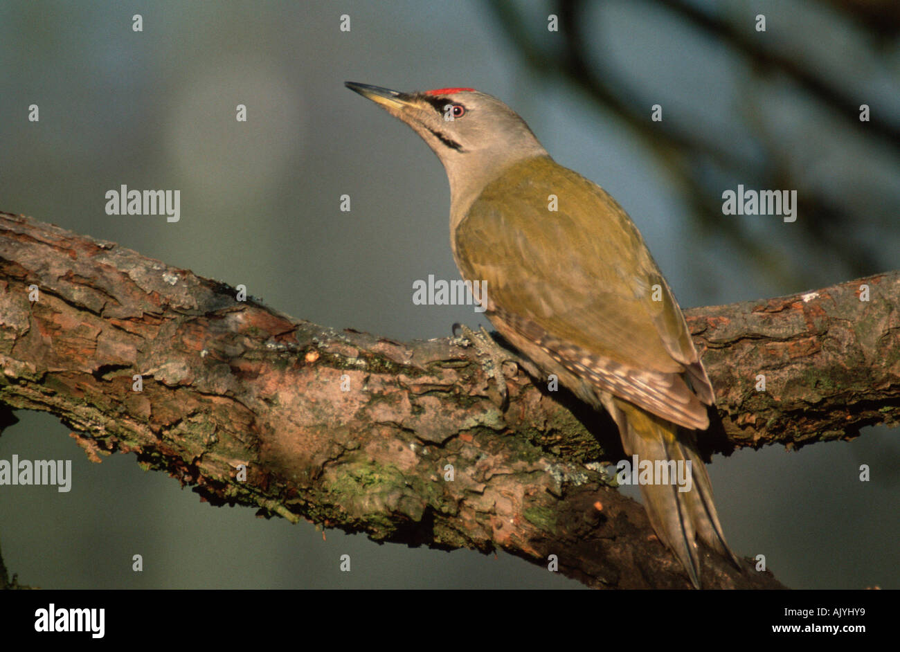 Grauspecht hi-res stock photography and images - Alamy