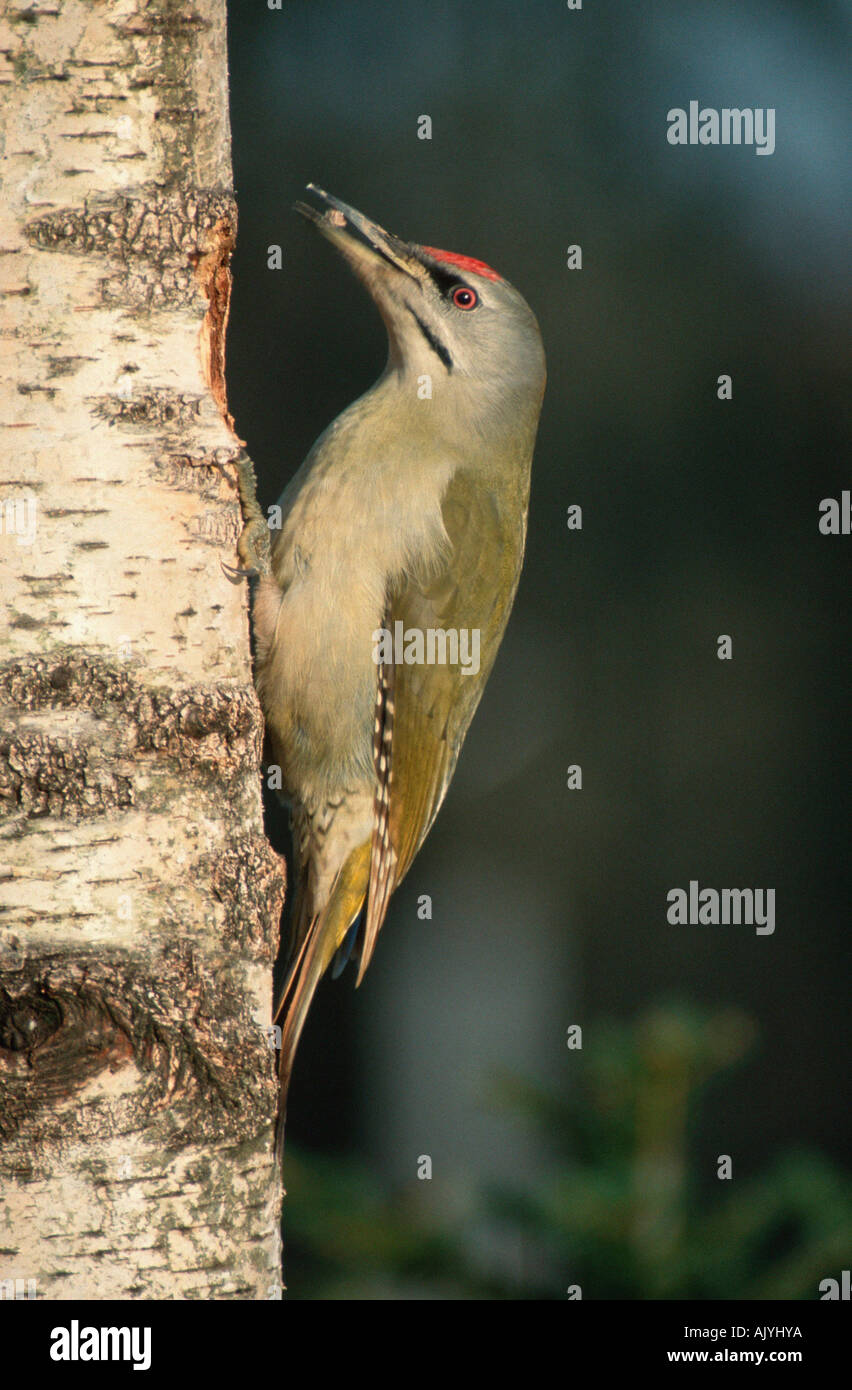 Grauspecht hi-res stock photography and images - Alamy