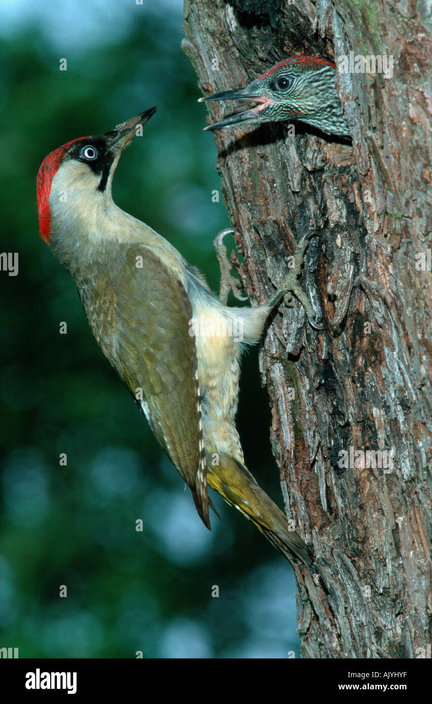 Green Woodpecker / Gruenspecht Stock Photo - Alamy