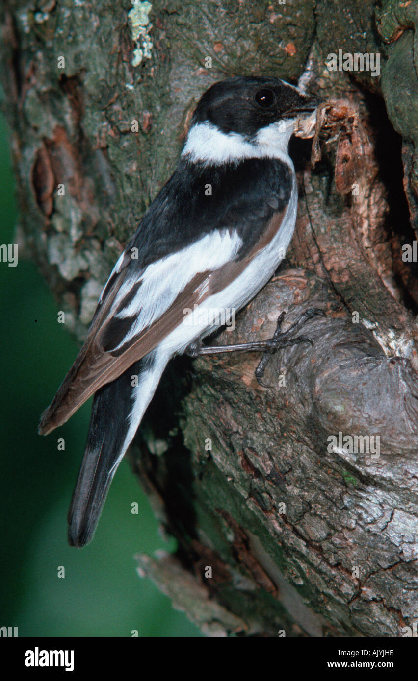 Collared Flycatcher / Halsbandschnaepper Stock Photo - Alamy