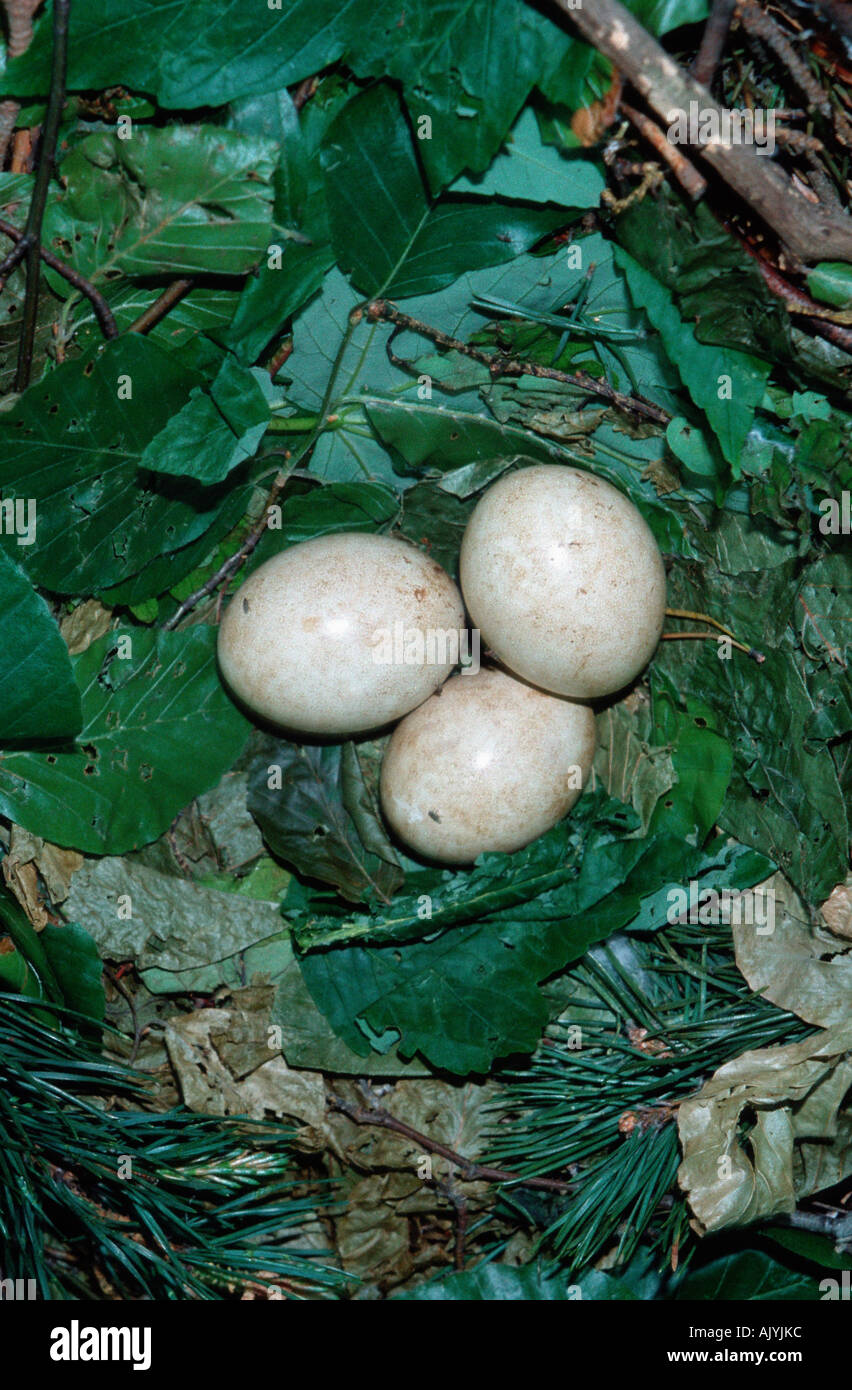 Buteo buteo common buzzard nest hi-res stock photography and images - Alamy