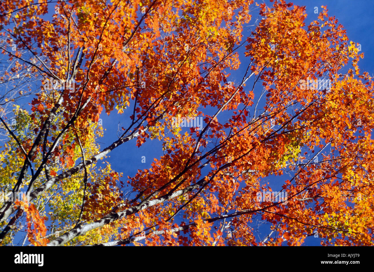 Deep red maples hi-res stock photography and images - Alamy