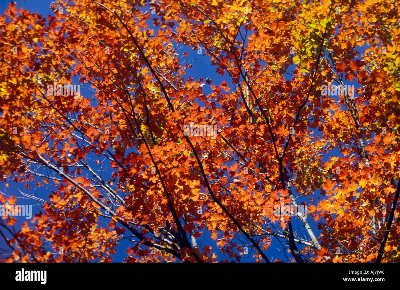 Deep red maples hi-res stock photography and images - Alamy