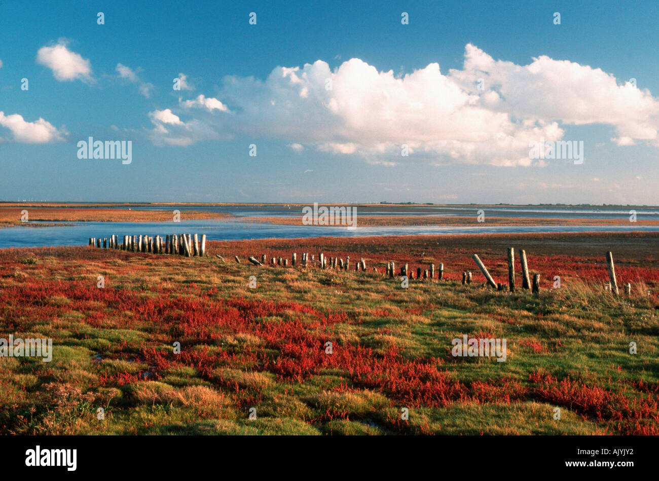 Salt marsh / Salzwiese Stock Photo - Alamy