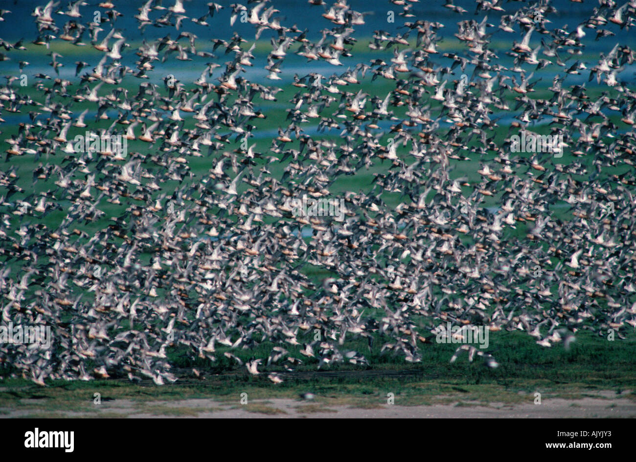 Red Knot / Knutt Stock Photo - Alamy