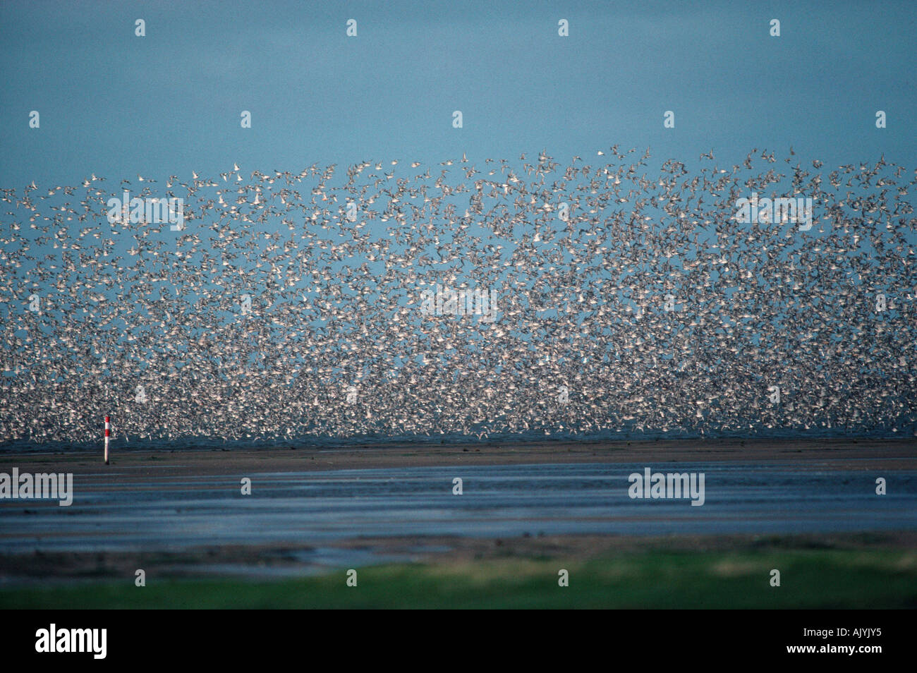 Knutt hi-res stock photography and images - Alamy