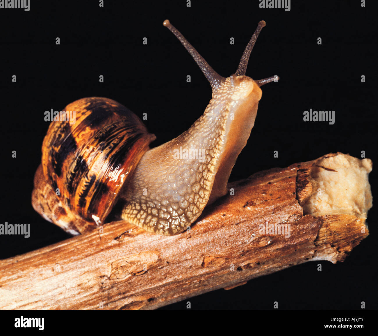 English garden snail hi-res stock photography and images - Alamy