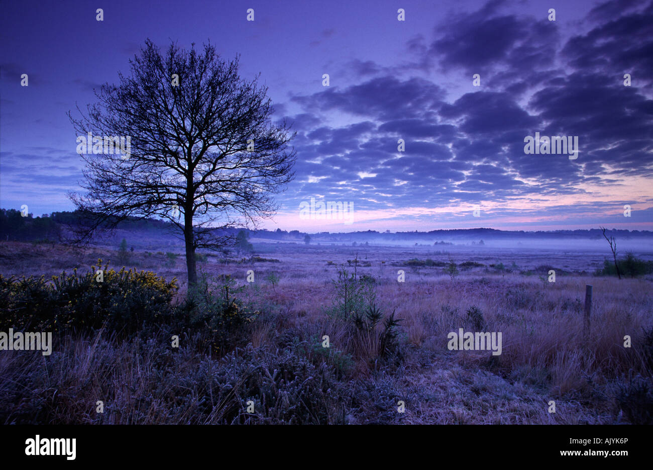 Chobham surrey hi-res stock photography and images - Alamy