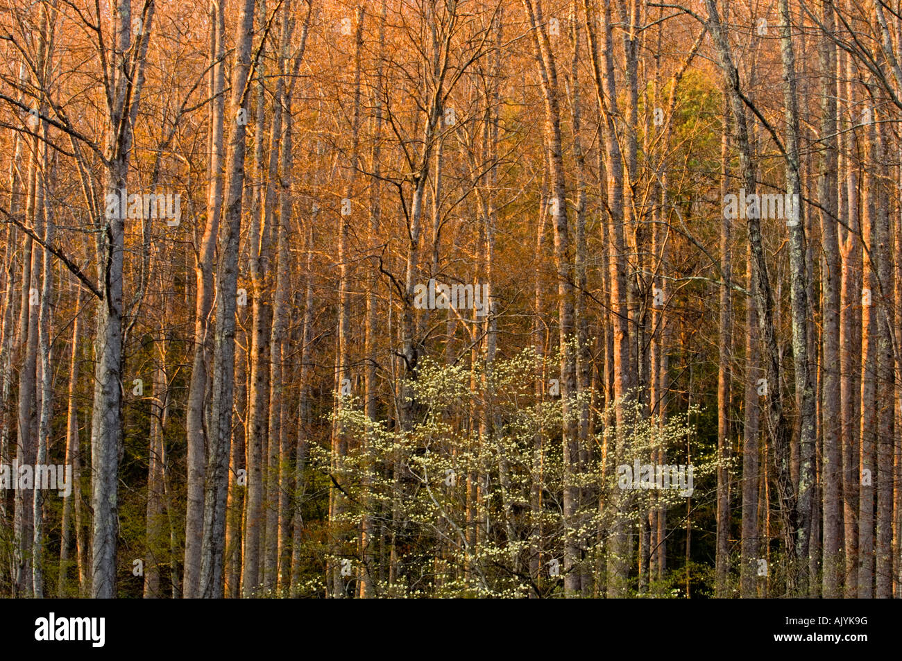 Dogwood tree in smoky mountains hi-res stock photography and images - Alamy