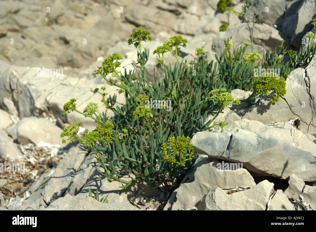 Plants growing on the rocky coast of Duba Peljeska village Croatia ...