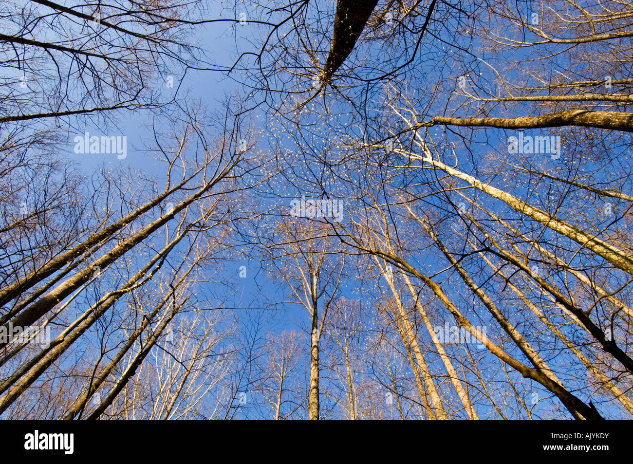 Spring foliage on mature trees hi-res stock photography and images - Alamy