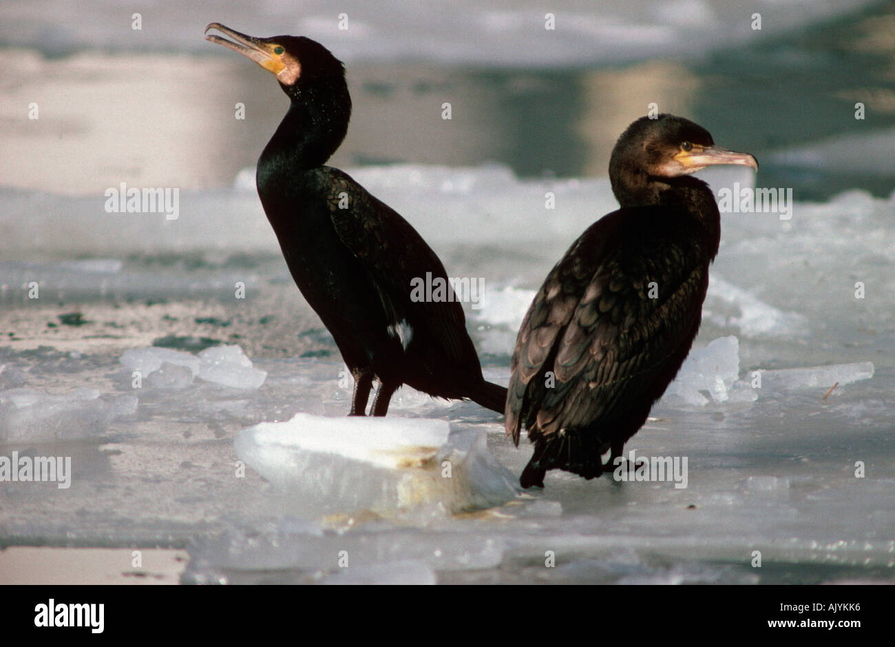 Kormoran hi-res stock photography and images - Alamy