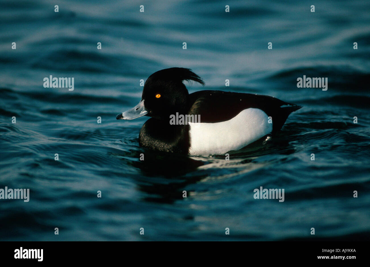 Reiherente hi-res stock photography and images - Alamy
