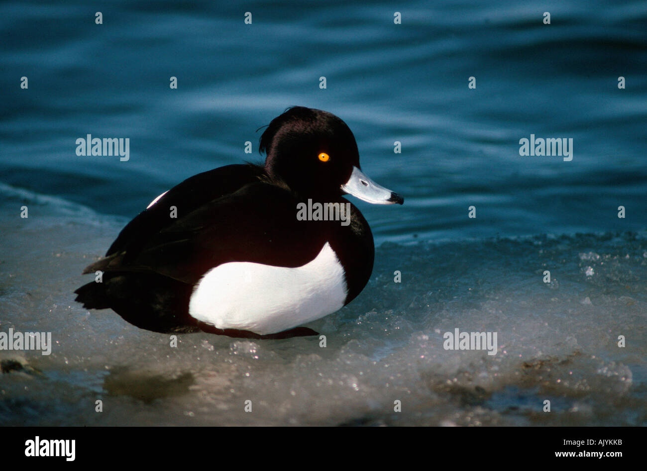 Tufted duck sitting hi-res stock photography and images - Alamy
